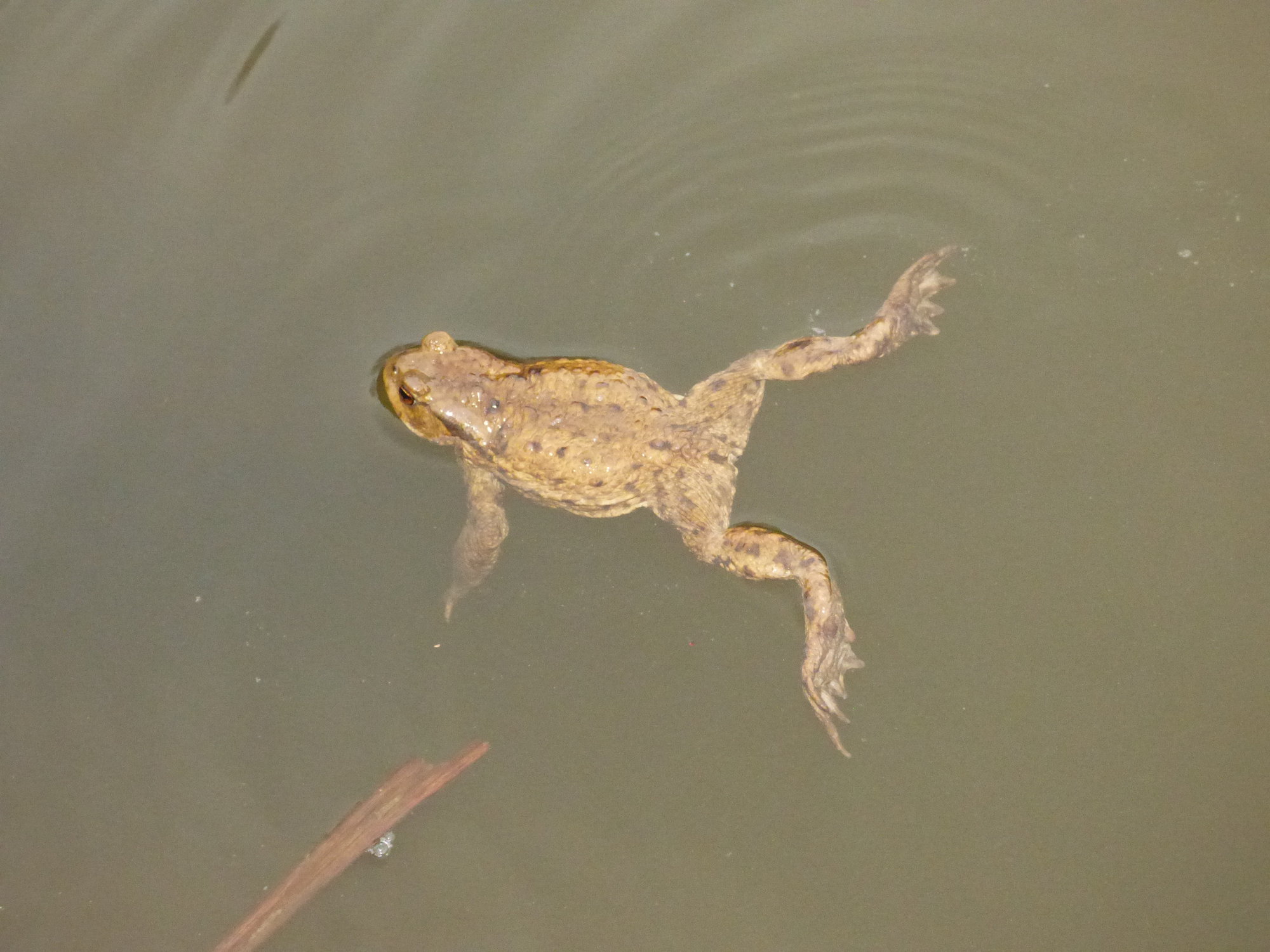 Záchrana ropuch obecných